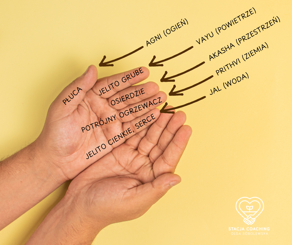 PALEC MAŁY (PIĄTY) SYMBOLIKA TOTALNA BIOLOGIA